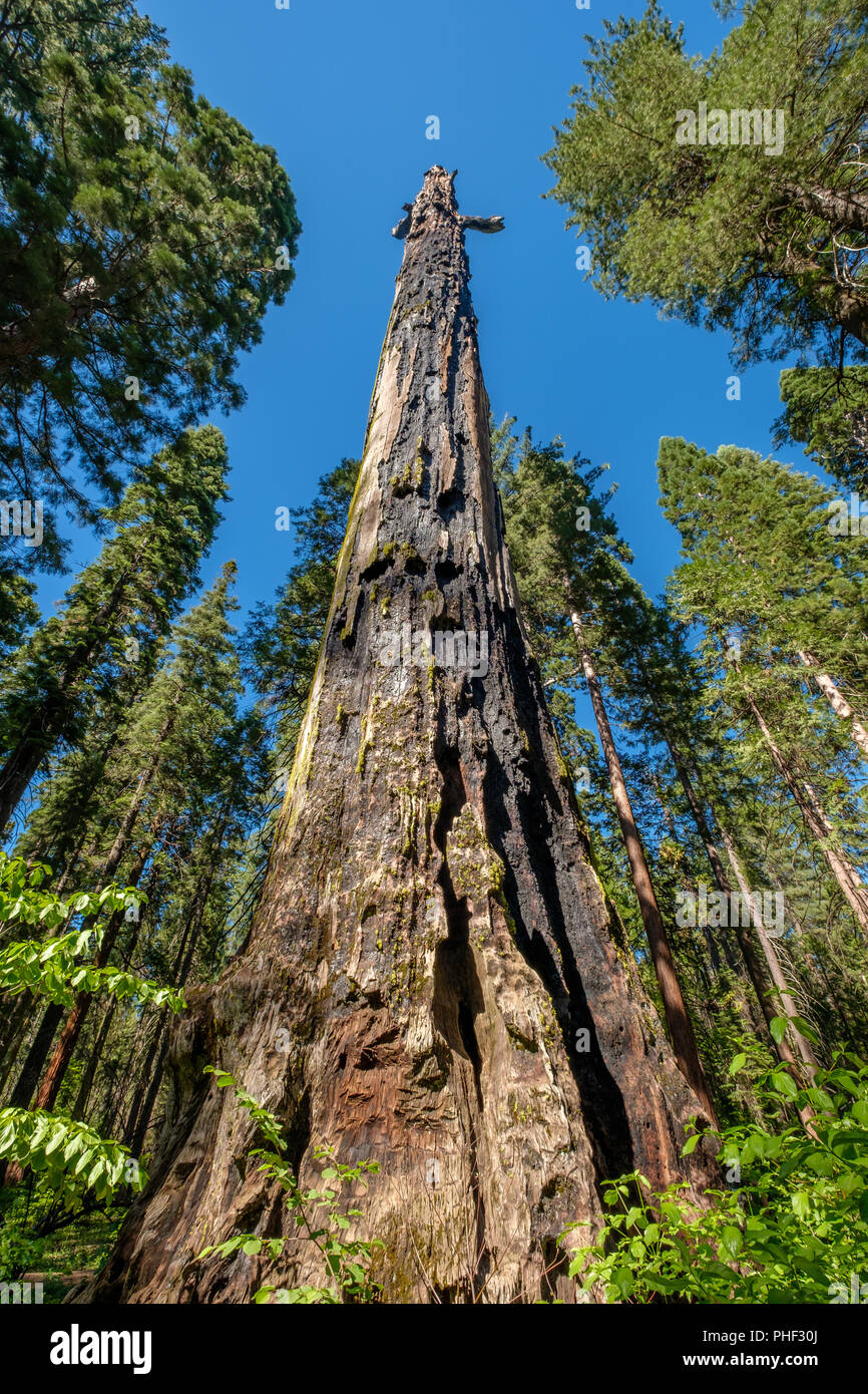 Dead giant sequoia tree in hi-res stock photography and images - Alamy