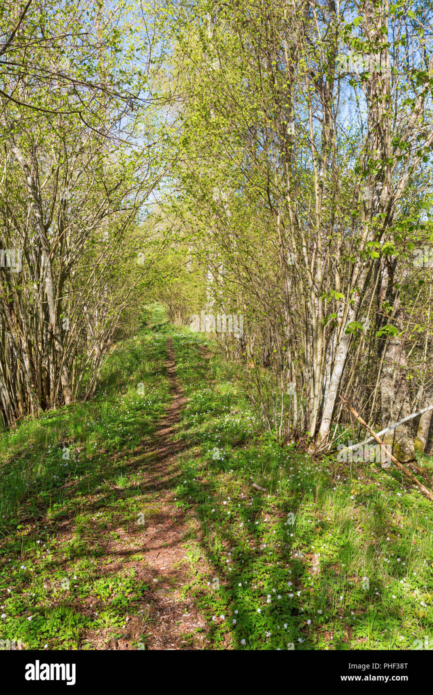 Path through greenery spring forest Stock Photo - Alamy