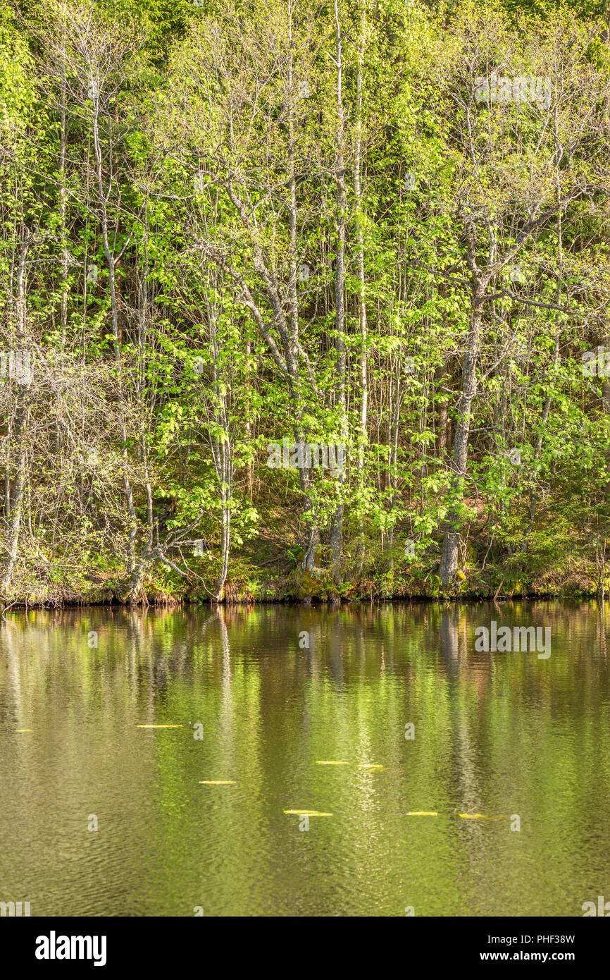 Summer trees reflecting on hi-res stock photography and images - Alamy