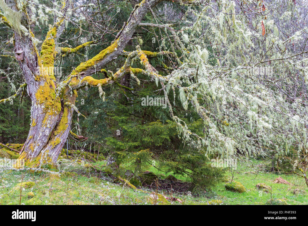 Green branches old trees growing hi-res stock photography and images ...