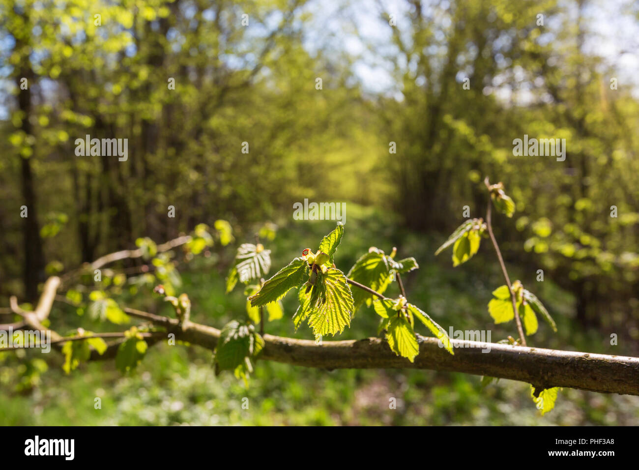 Leaf buds on a tree hi-res stock photography and images - Alamy
