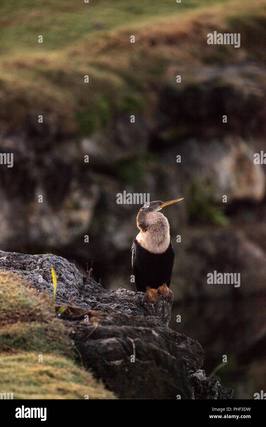 Male Anhinga bird called Anhinga anhinga Stock Photo - Alamy