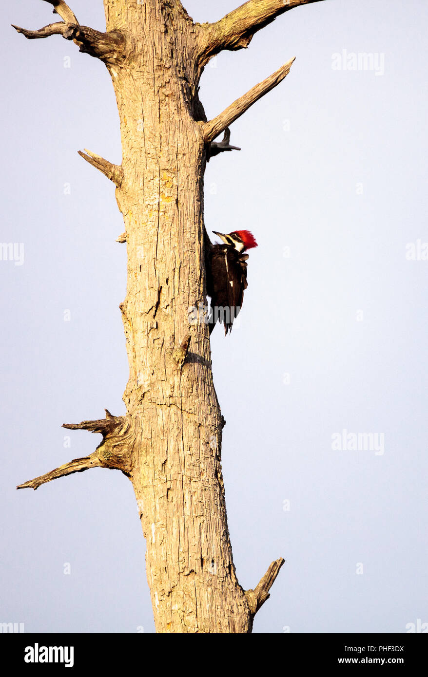 Male pileated woodpecker bird Dryocopus pileatus Stock Photo - Alamy