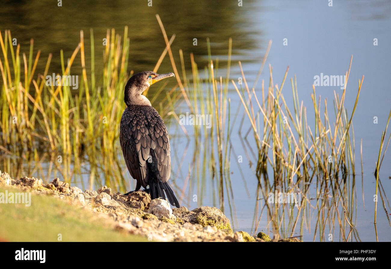 Juvenile Double Crested Cormorant High Resolution Stock Photography and ...