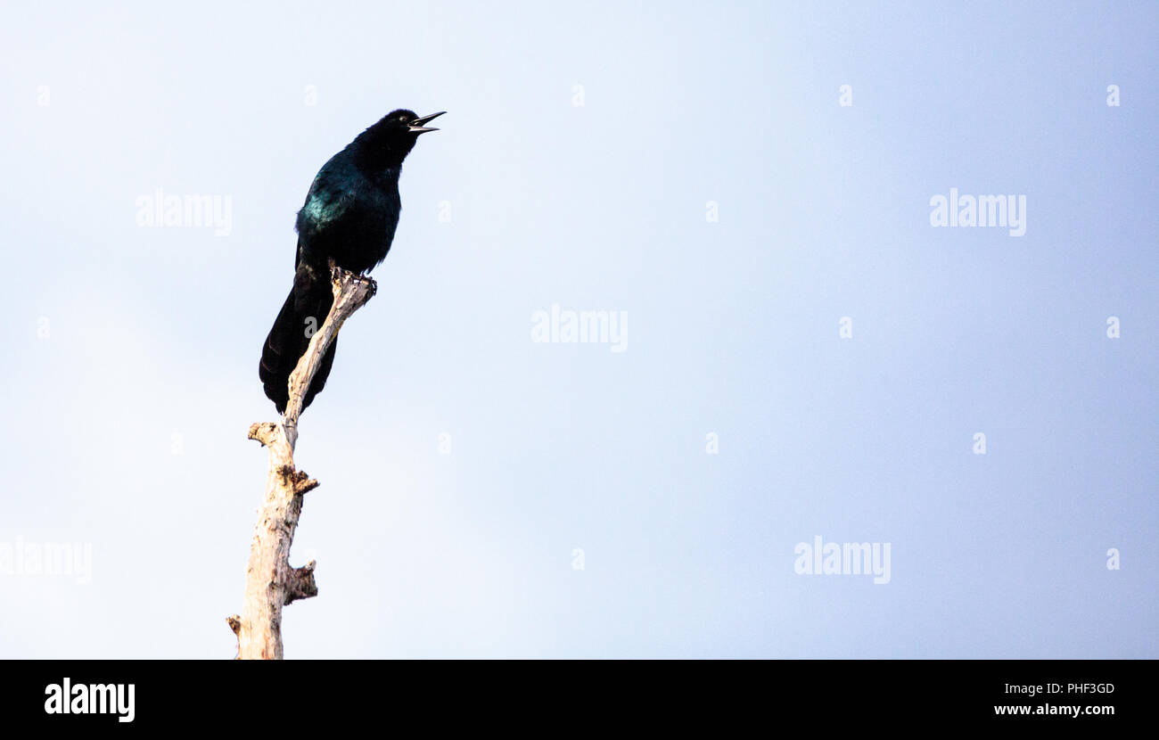 Florida common grackle hi-res stock photography and images - Alamy