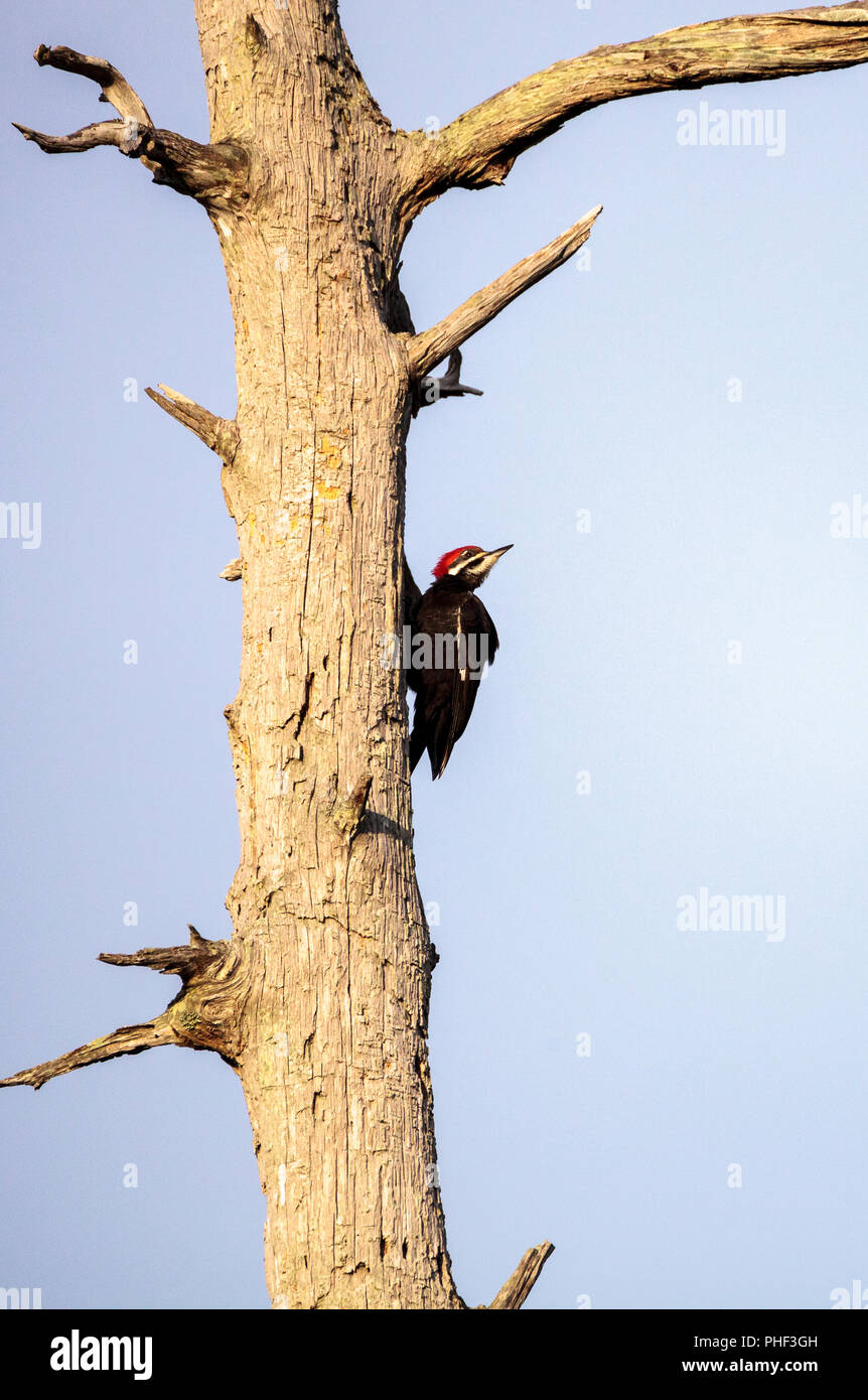 Male pileated woodpecker bird Dryocopus pileatus Stock Photo - Alamy