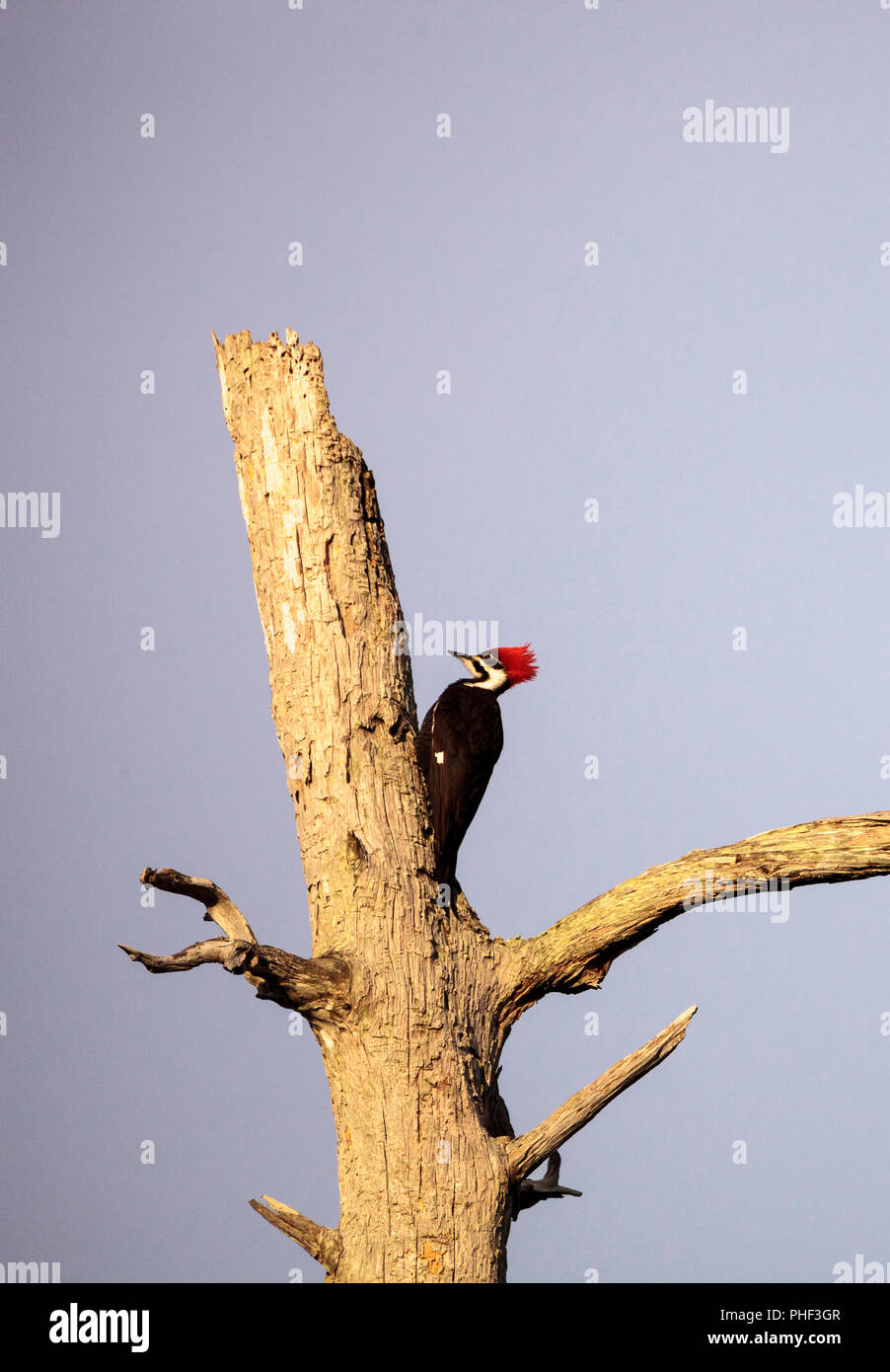 Male pileated woodpecker bird Dryocopus pileatus Stock Photo - Alamy