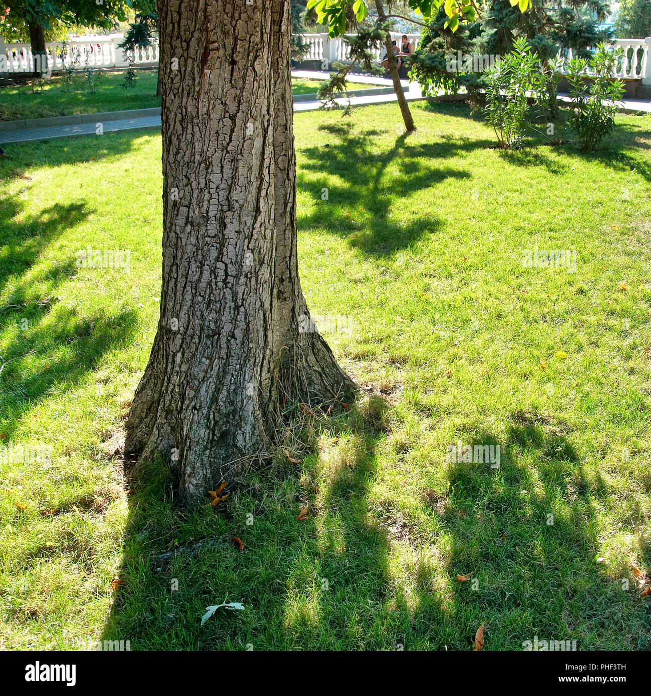 Big mapple tree in sunny park Stock Photo - Alamy