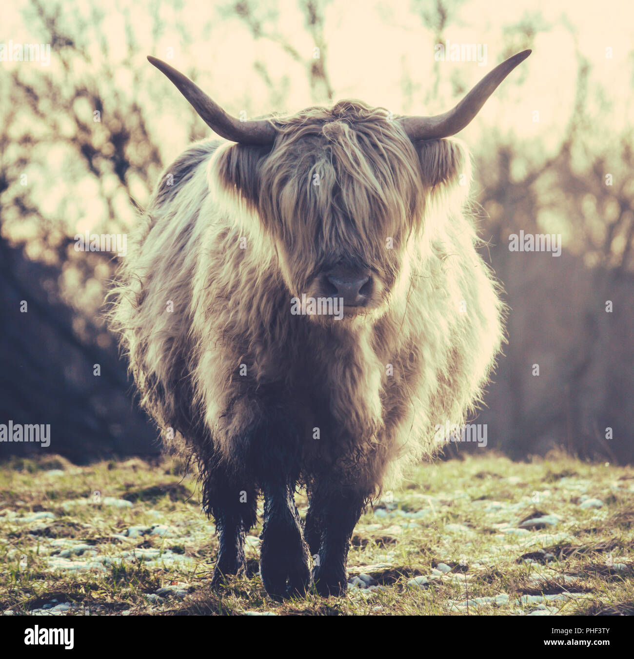 Dangerous cow hi-res stock photography and images - Alamy