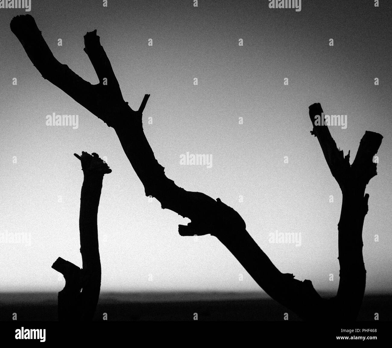 Dead tree in desert hi-res stock photography and images - Alamy
