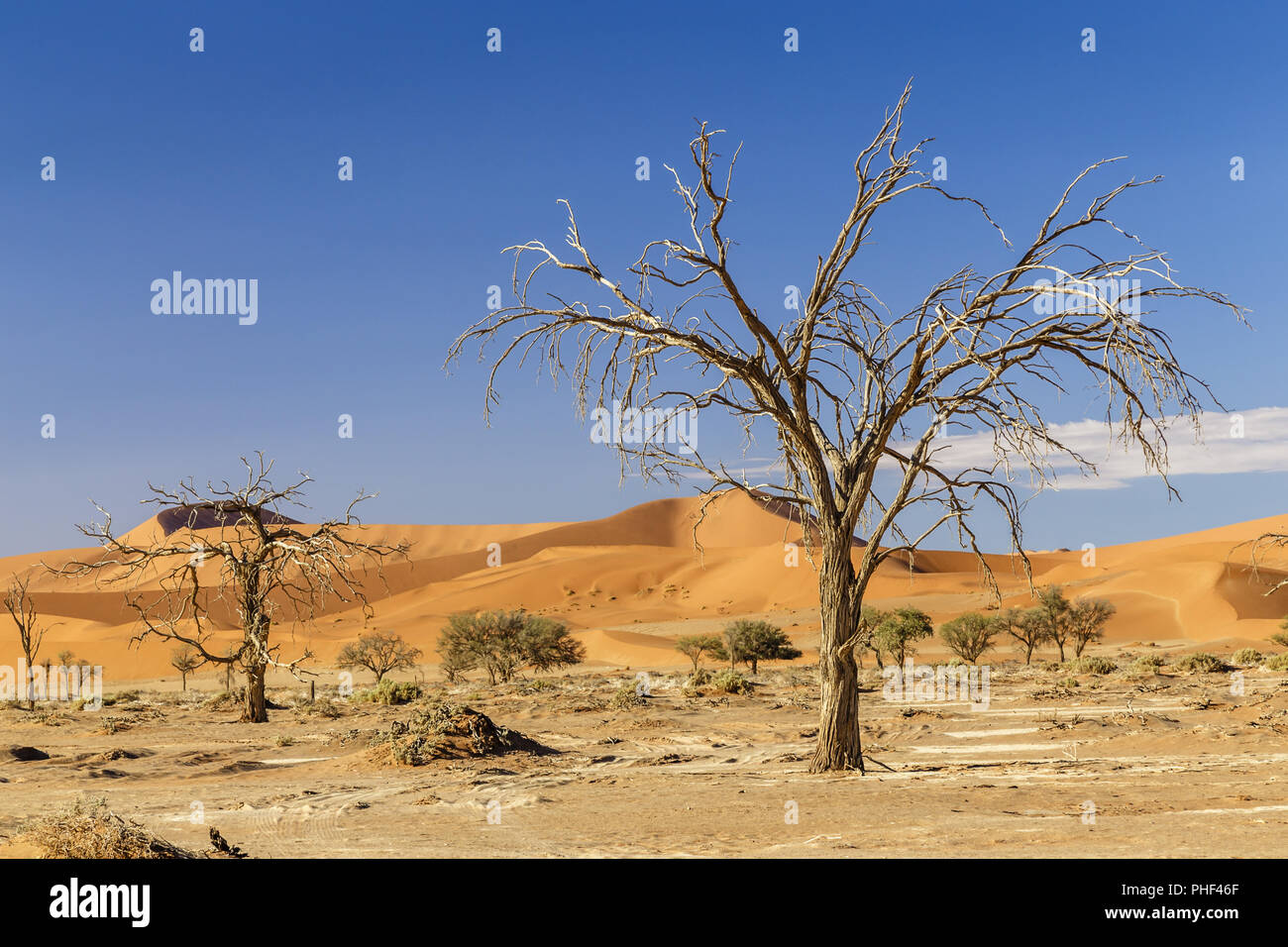 Dead trees africa hi-res stock photography and images - Alamy