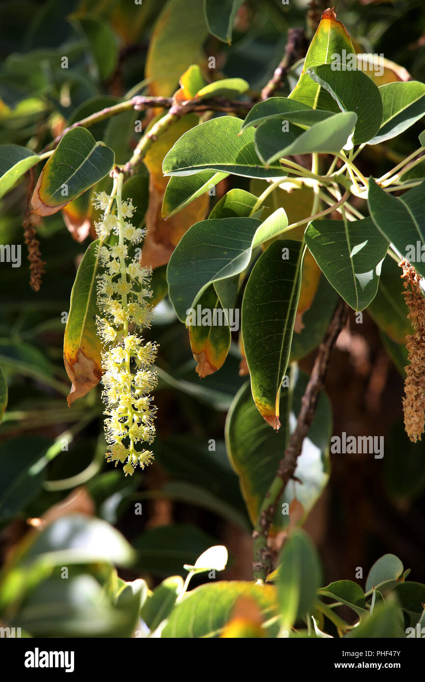 Phytolacca dioica hi-res stock photography and images - Alamy