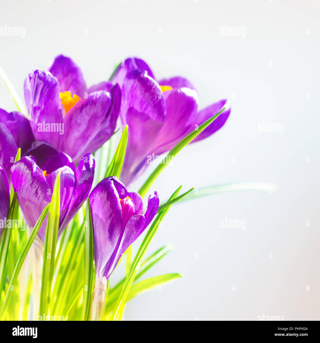 First spring flowers, bouquet of purple irises Stock Photo - Alamy