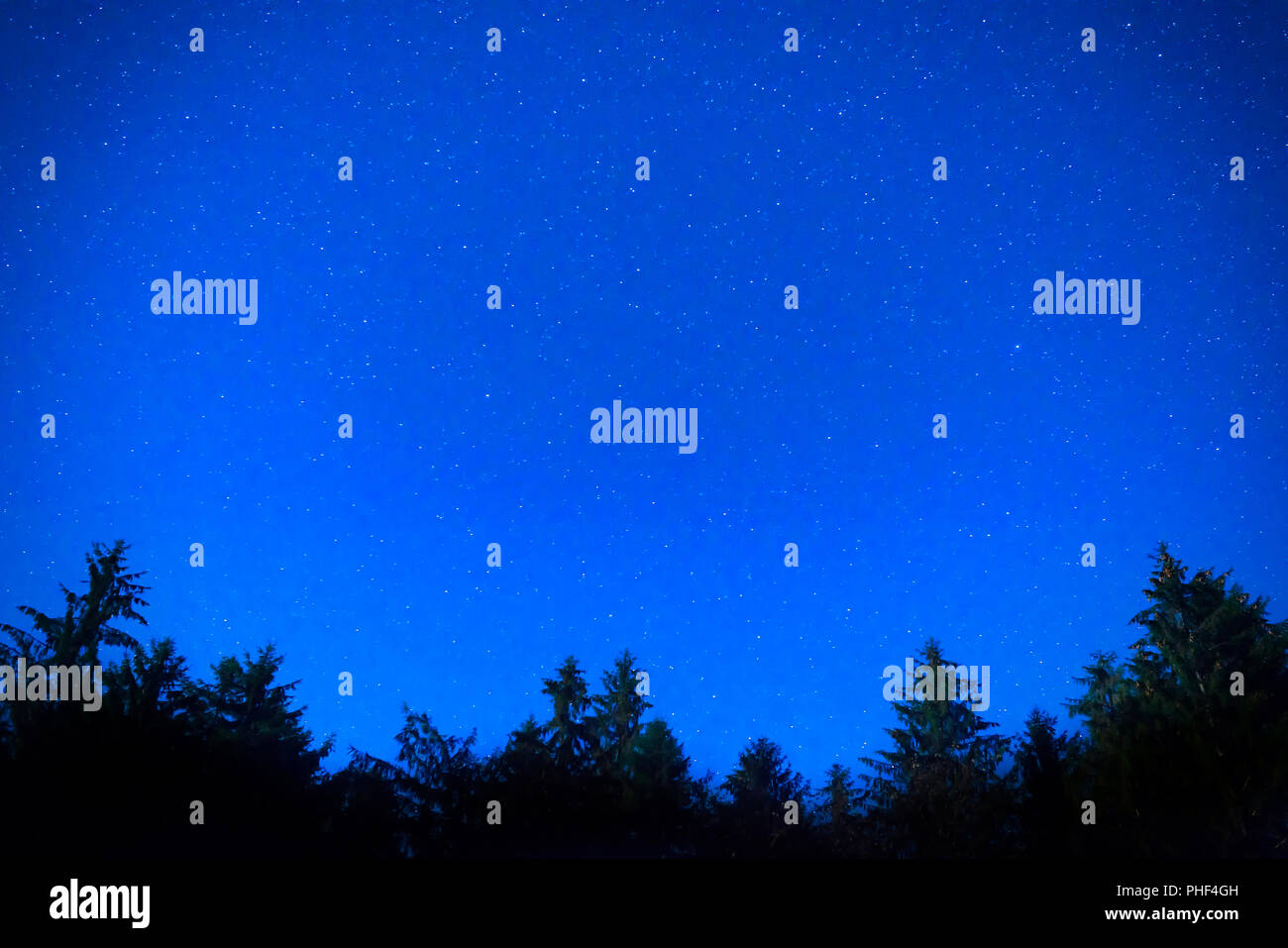 Dark blue night pine trees over sky Stock Photo - Alamy
