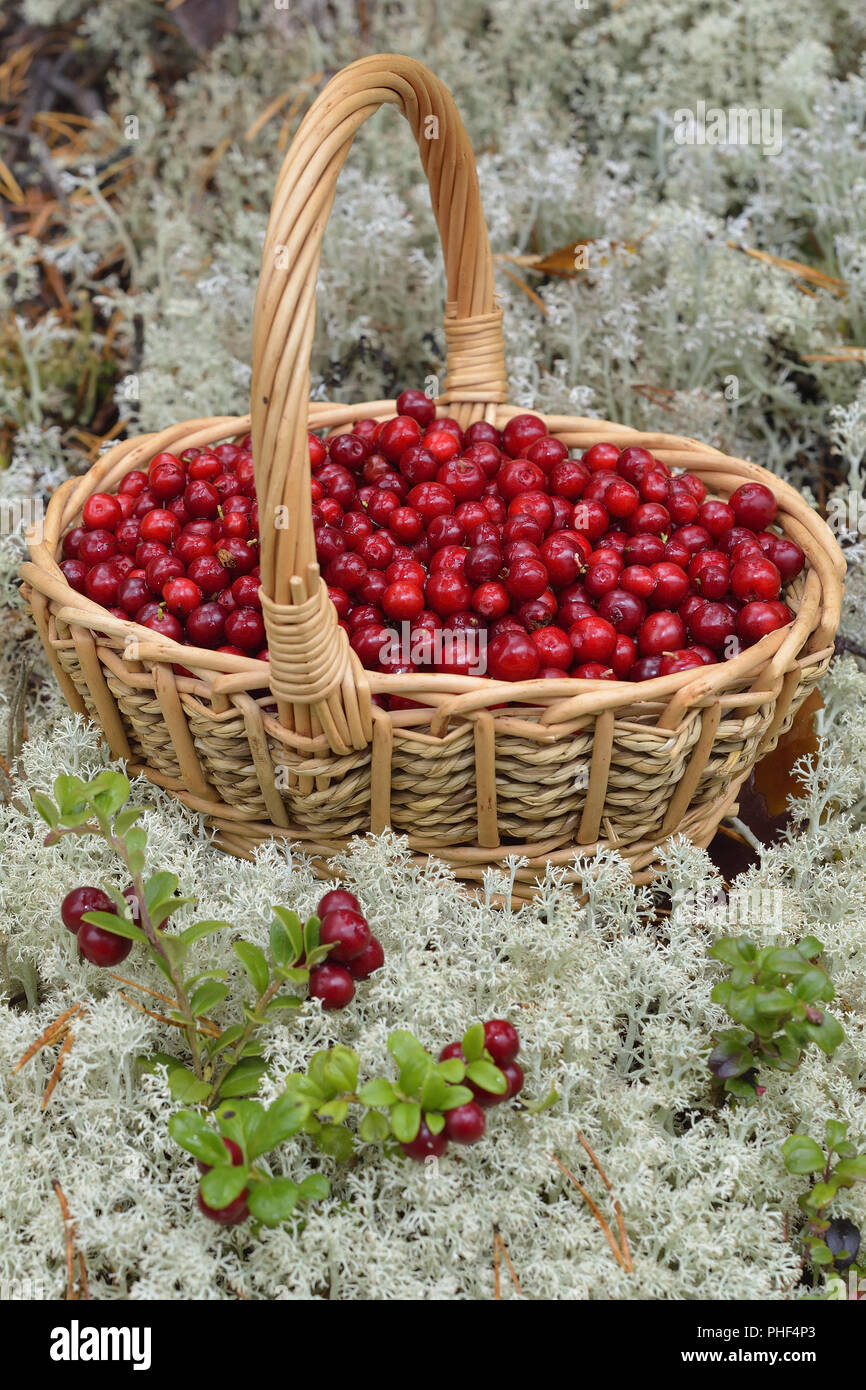 B lingonberry hi-res stock photography and images - Alamy