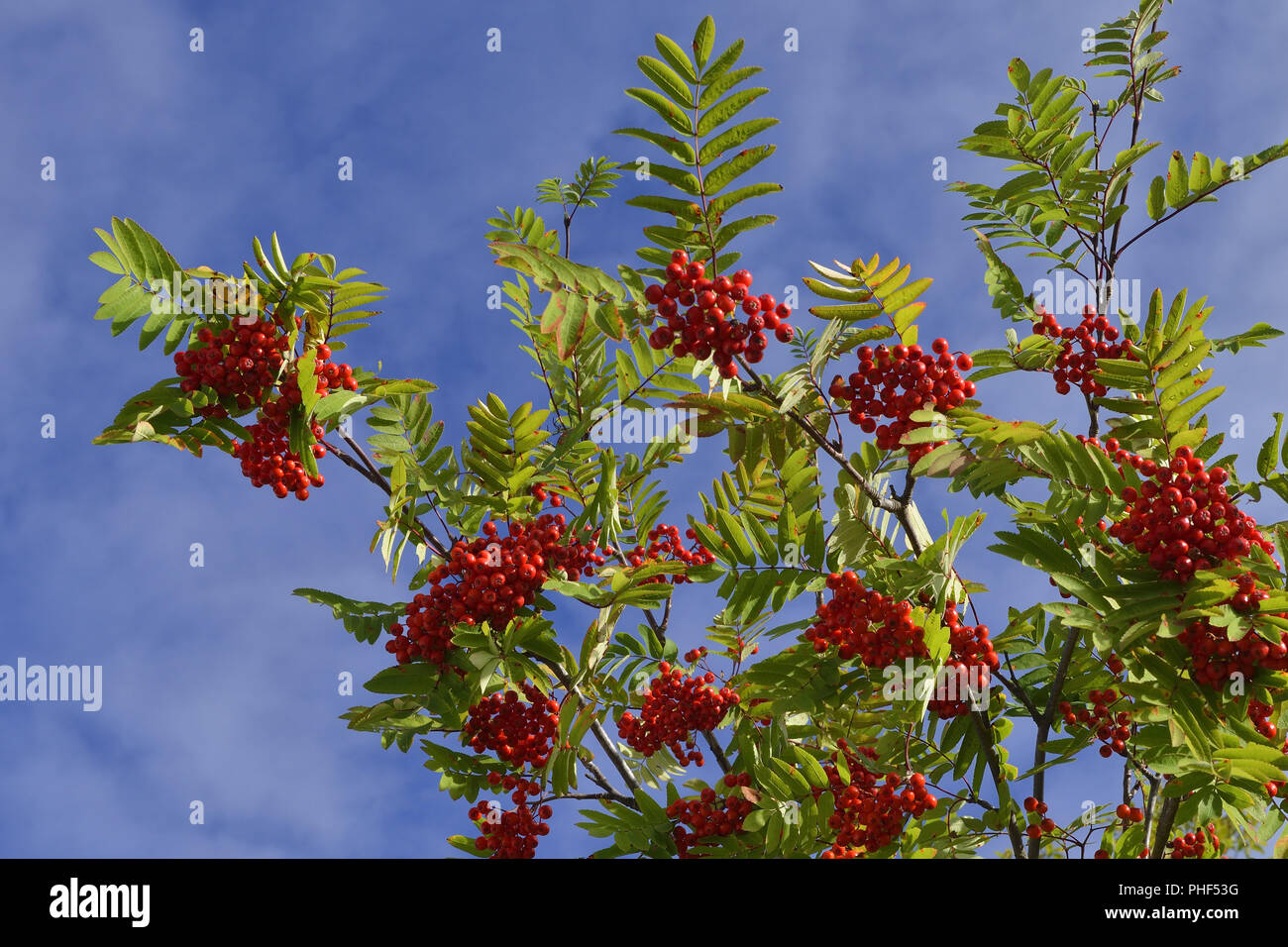Closeup sorbus aucuparia red berries hi-res stock photography and ...