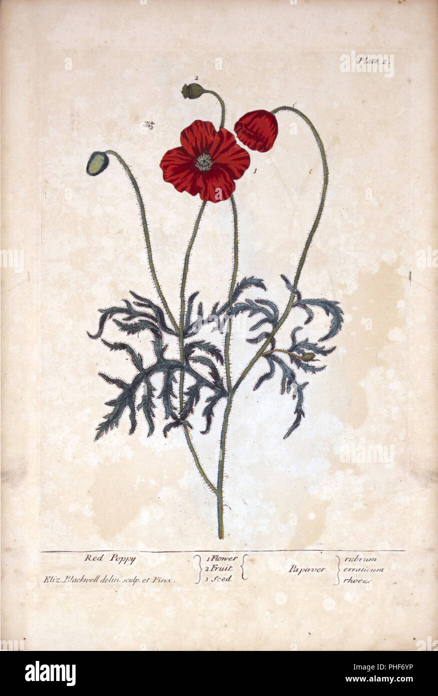Illustration of the flower, fruit, and seeds of a red poppy plant Stock ...