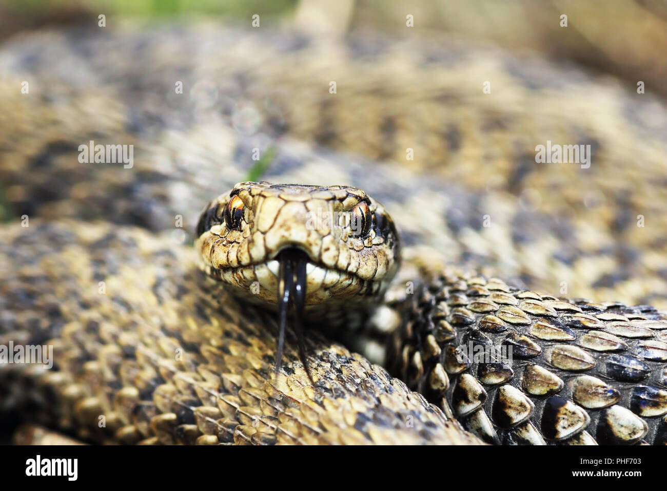 front view of rare meadow viper ( Vipera ursinii rakosiensis Stock ...