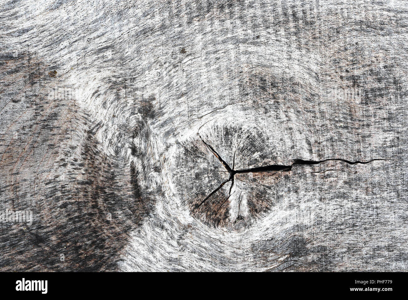 knotty elm plank texture, real pattern for your design Stock Photo - Alamy