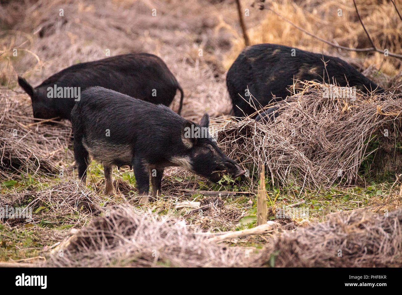 Wild pigs Sus scrofa forage for food in the wetland Stock Photo - Alamy