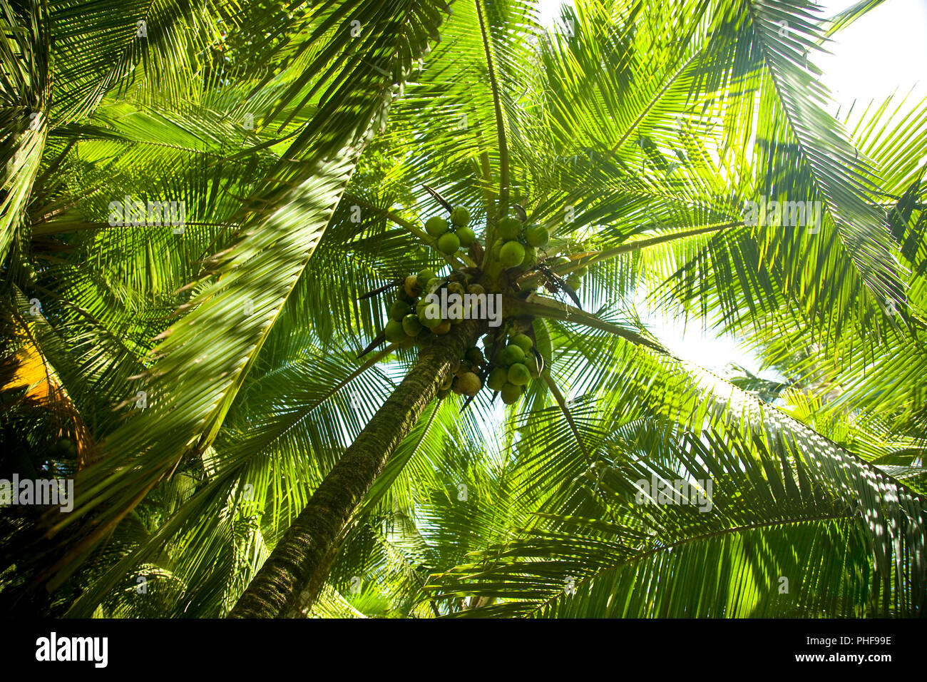 A canopy of Palm Trees in Tortuguero Town Stock Photo - Alamy