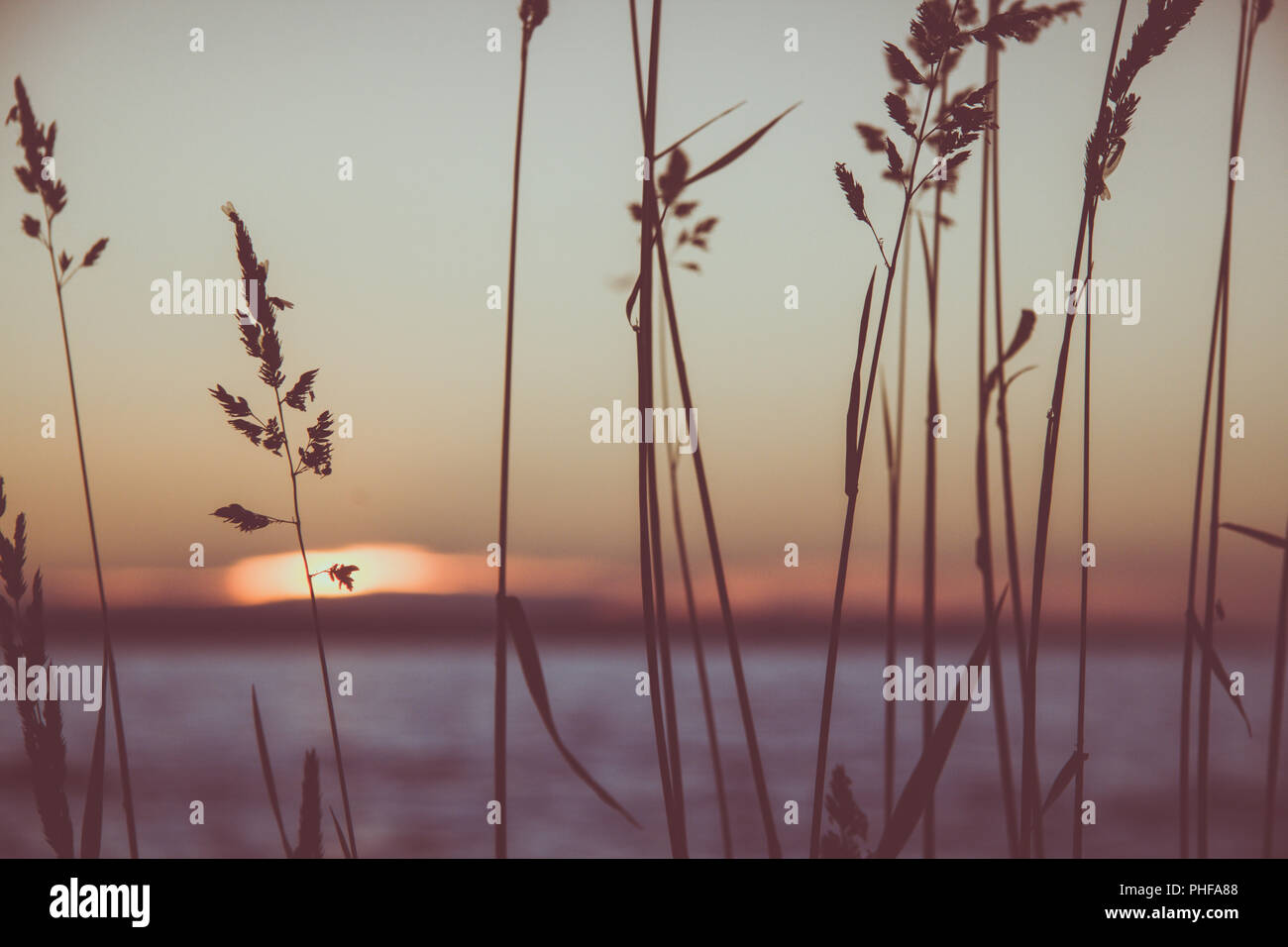 Grass at sunset.Background Stock Photo - Alamy