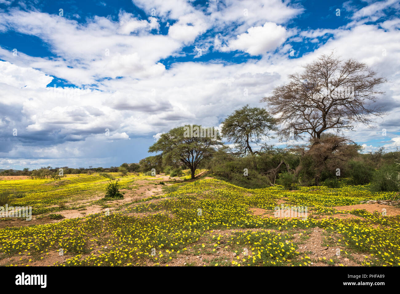 African savanna trees and grass hi-res stock photography and images - Alamy