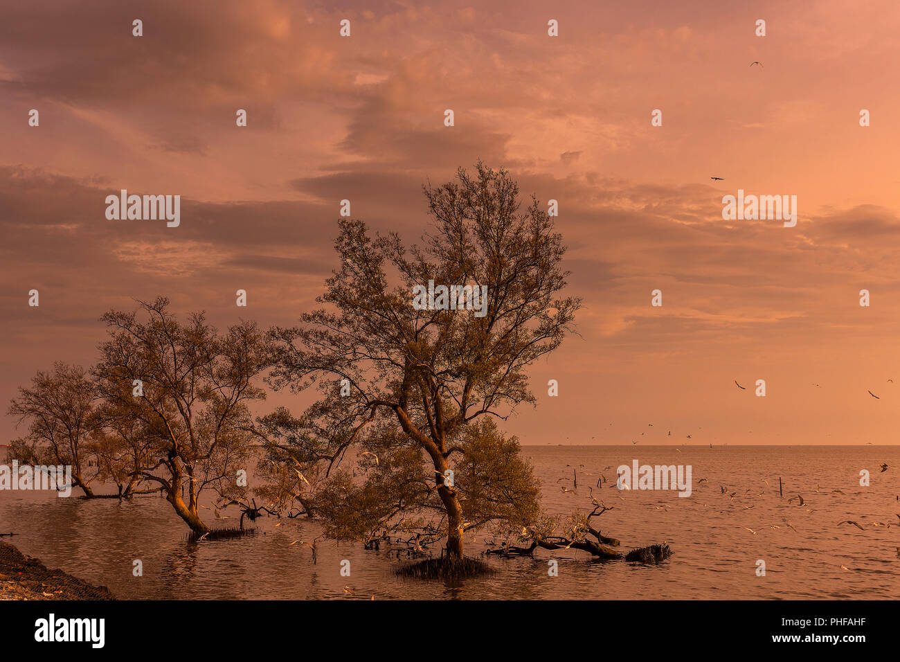 Big trees on the water when sunrise / sun set at mangrove forest on the ...