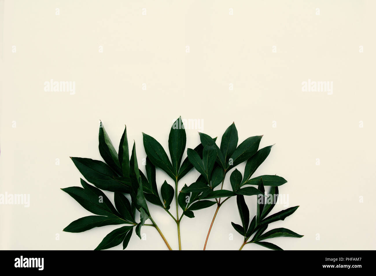 Cream background with decorative leaves hi-res stock photography and ...