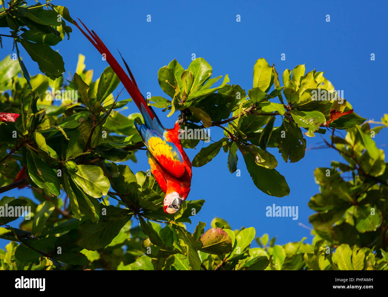 Ara perroquets hi-res stock photography and images - Alamy