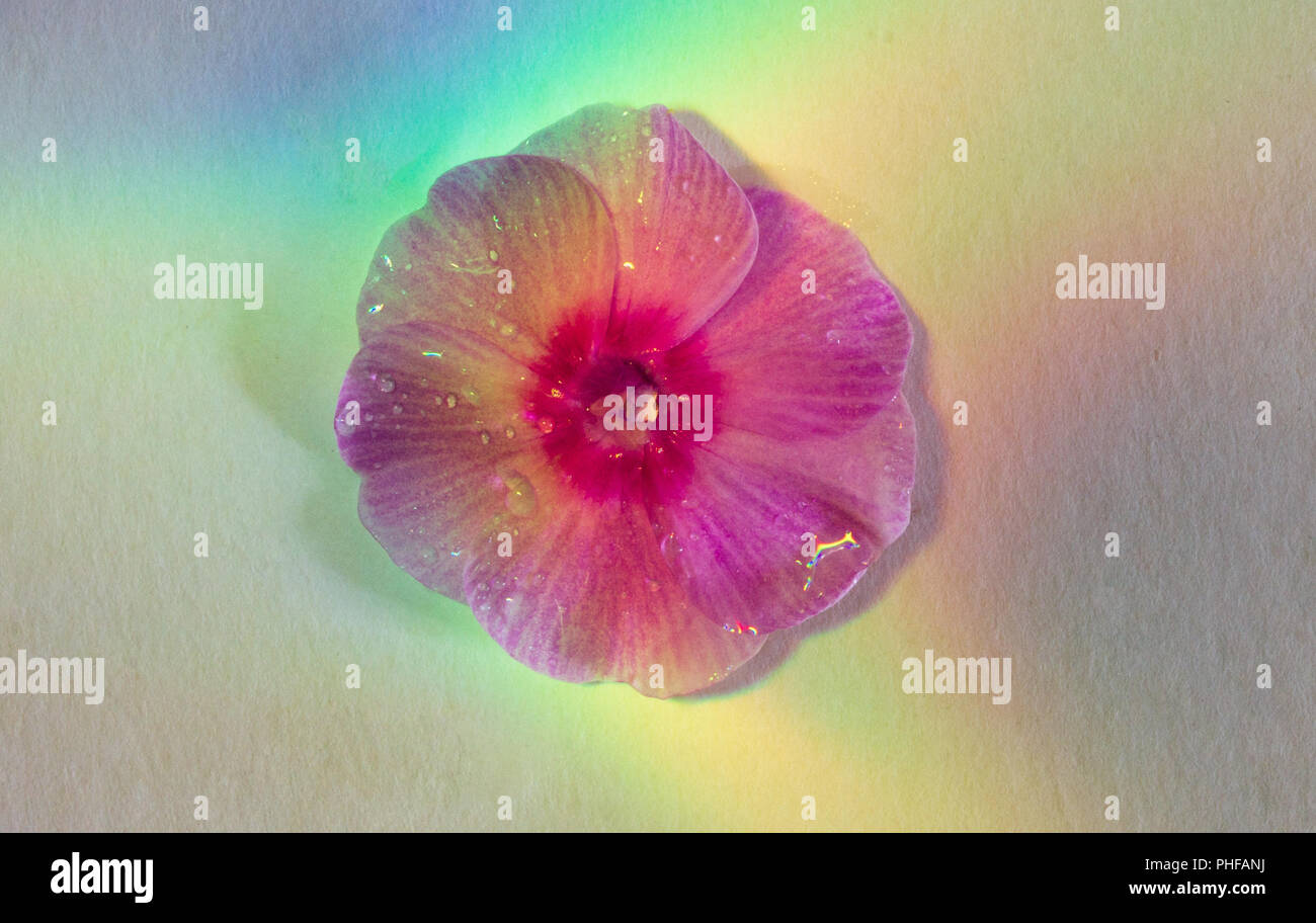 flower in multi-colored beams Stock Photo - Alamy