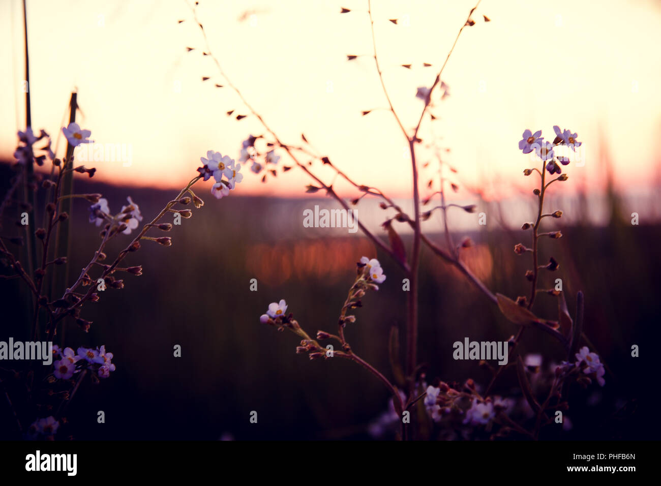 flowers on the sunset background Stock Photo - Alamy