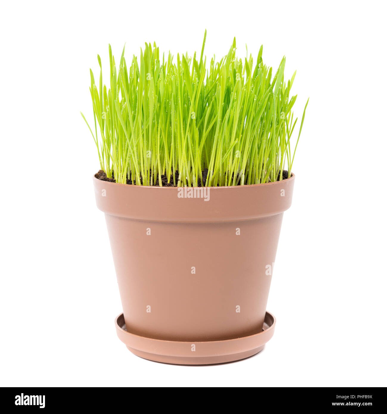 Green grass in the plant pot Stock Photo - Alamy