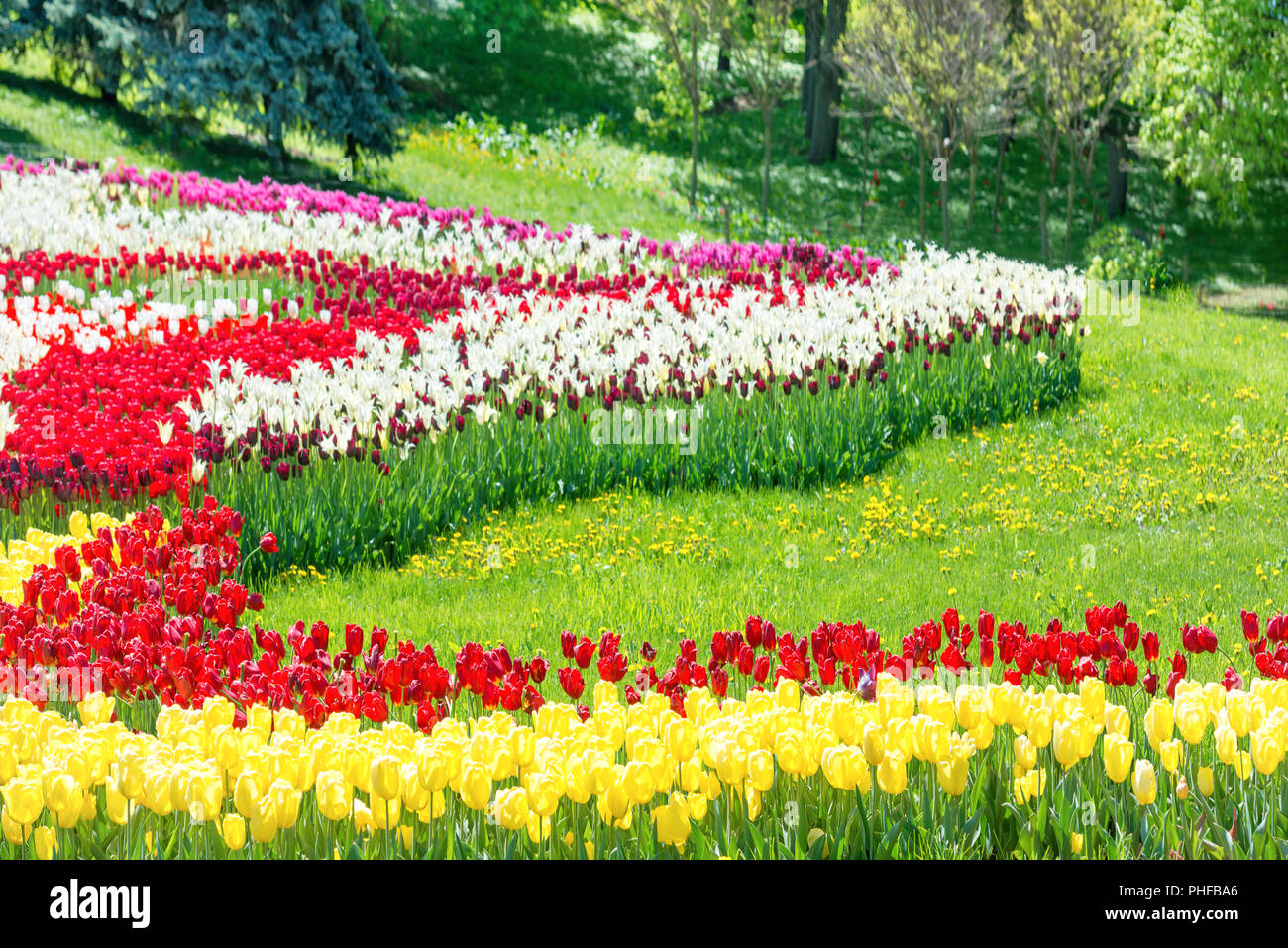 Colorful tulips garden hi-res stock photography and images - Alamy