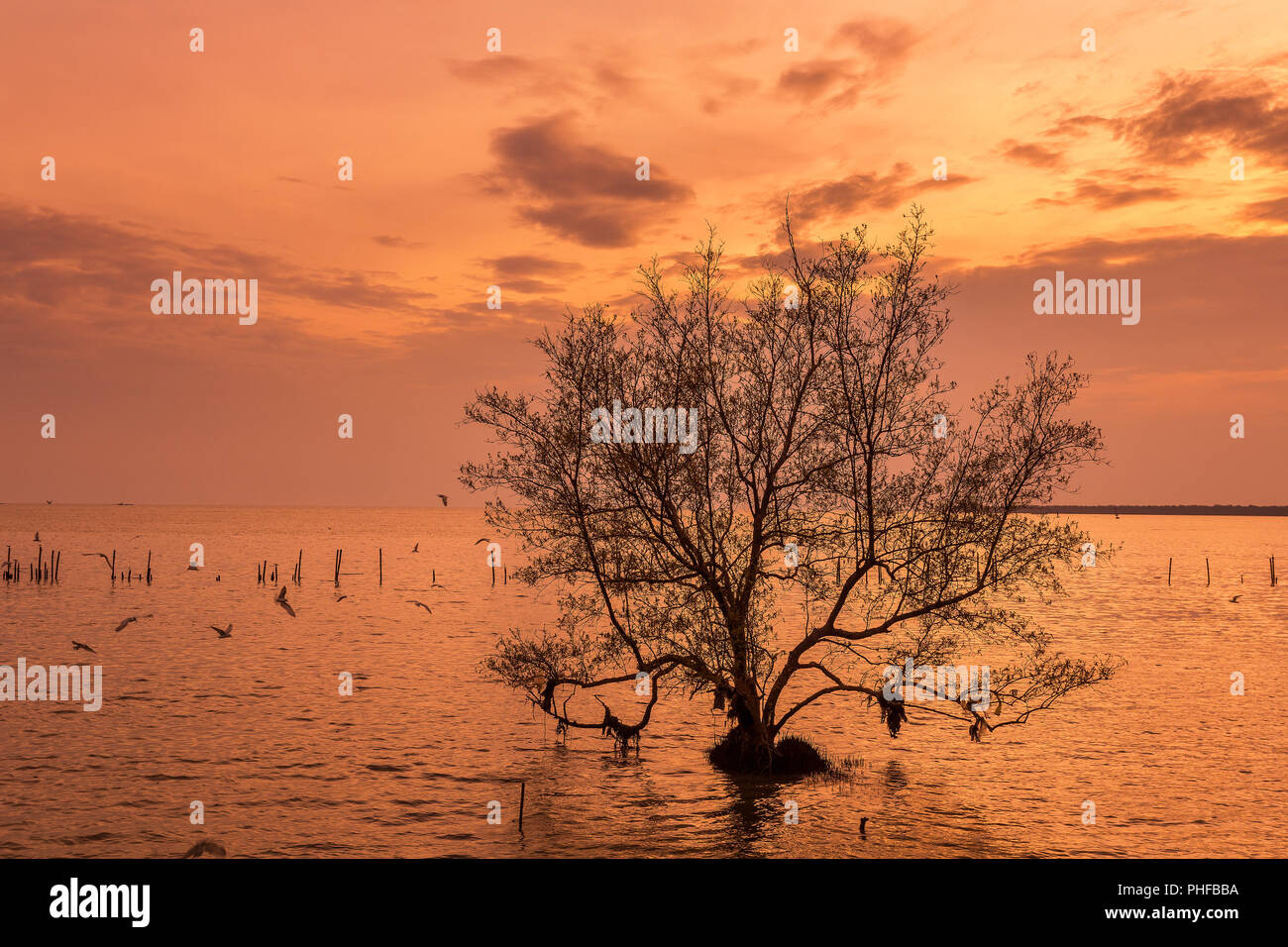 Big trees on the water when sunrise / sun set at mangrove forest on the ...
