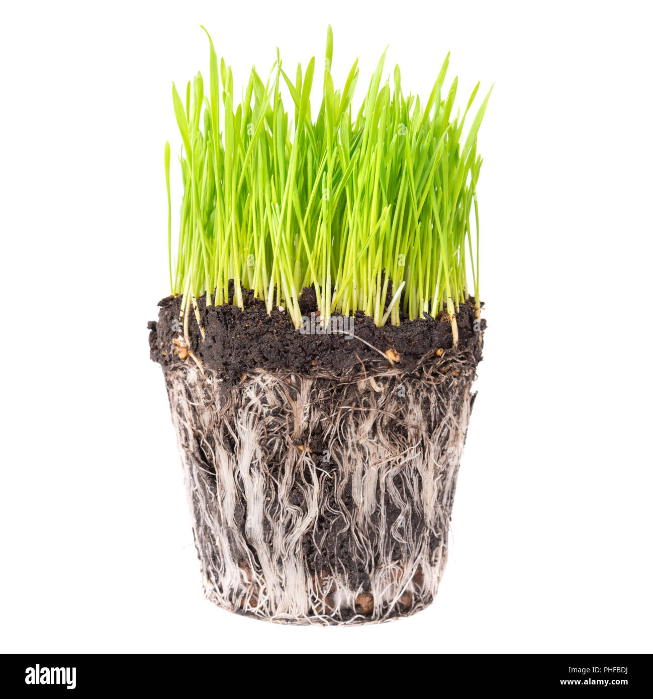 Wheat plant roots hi-res stock photography and images - Alamy