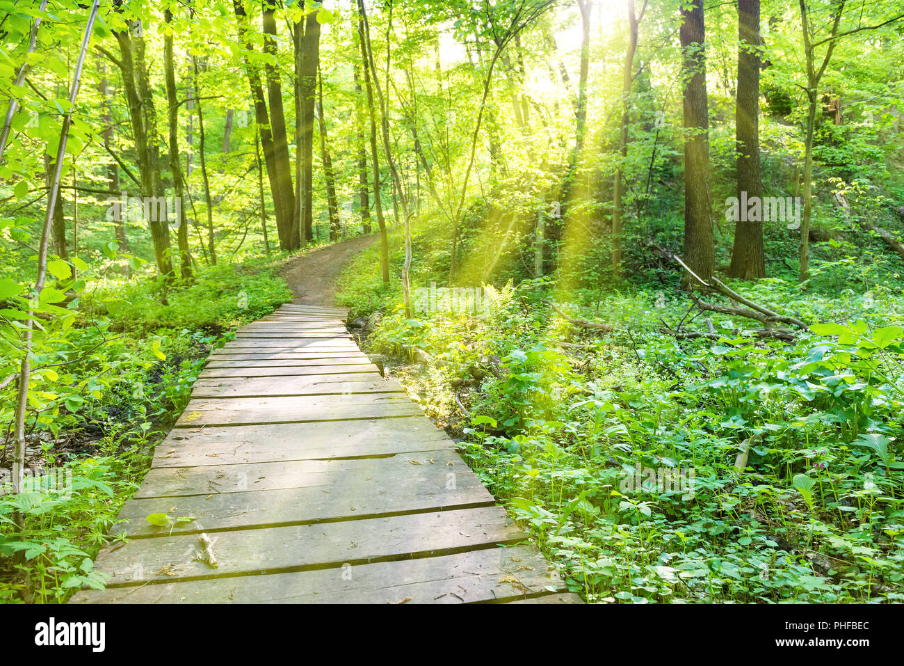 Bridge in the sunny green forest Stock Photo - Alamy