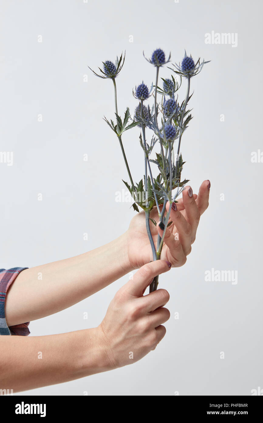 girl holding blue flowers eryngium Stock Photo - Alamy