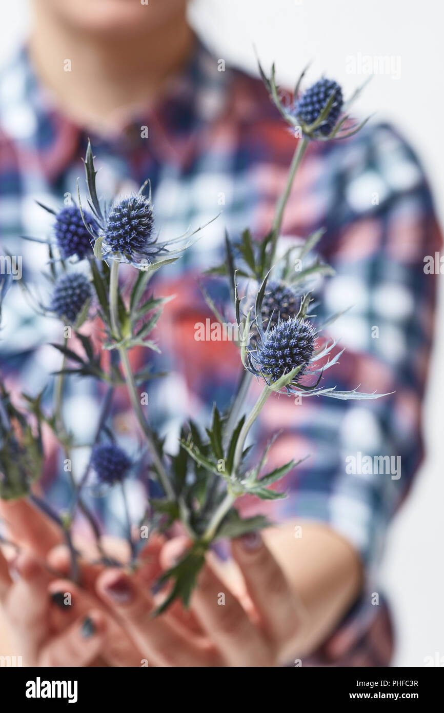 woman holding blue flowers eryngium Stock Photo - Alamy