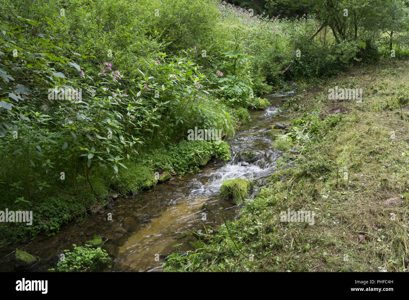 Floating torrent in the Black forest Stock Photo - Alamy