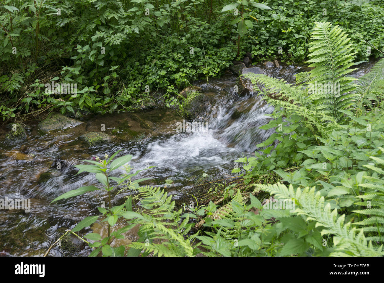 Floating fern hi-res stock photography and images - Alamy