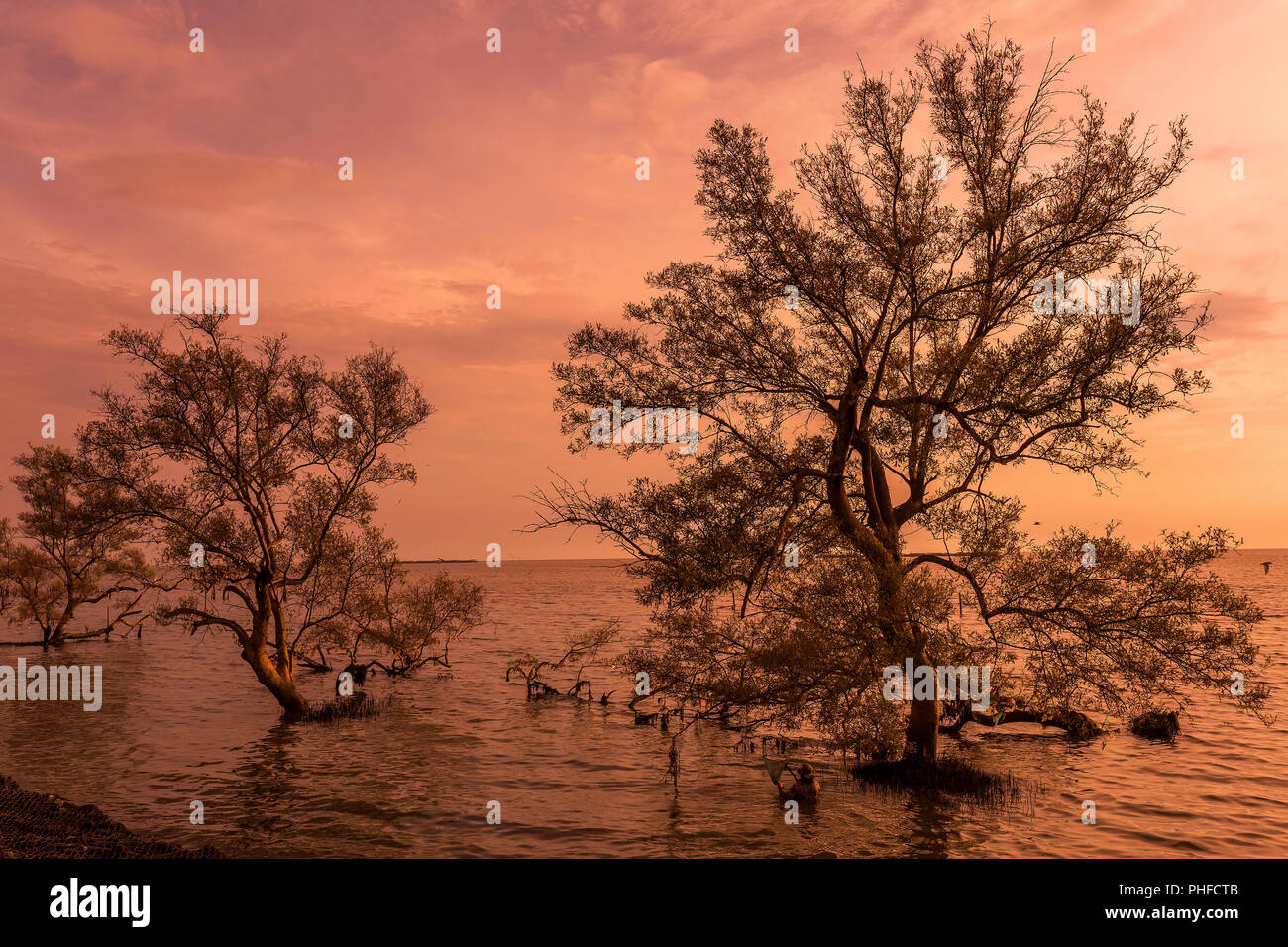 Big trees on the water when sunrise / sun set with fisherman at ...
