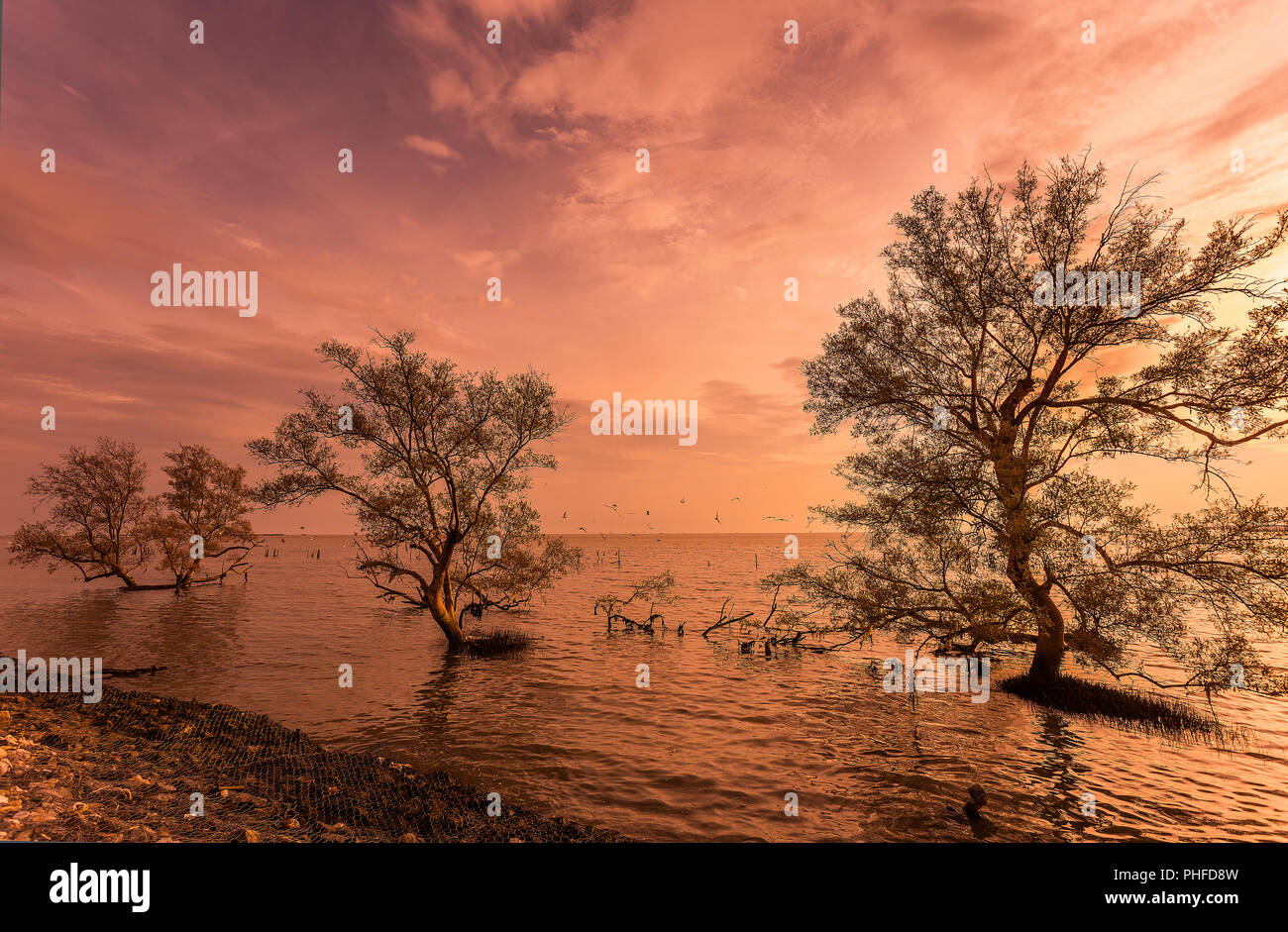 Big trees on the water when sunrise / sun set with fisherman at ...