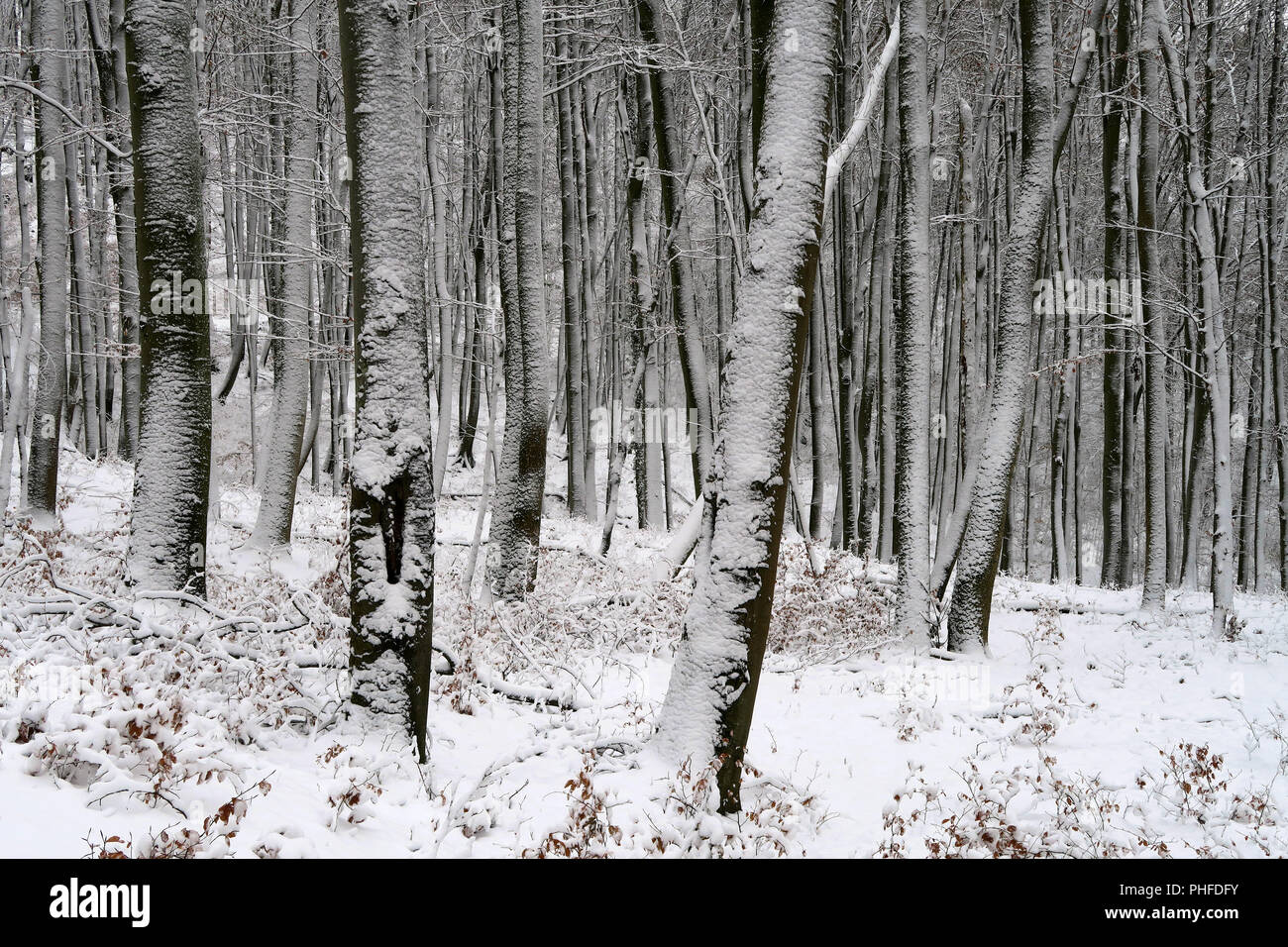 Trees snowy trees hi-res stock photography and images - Alamy