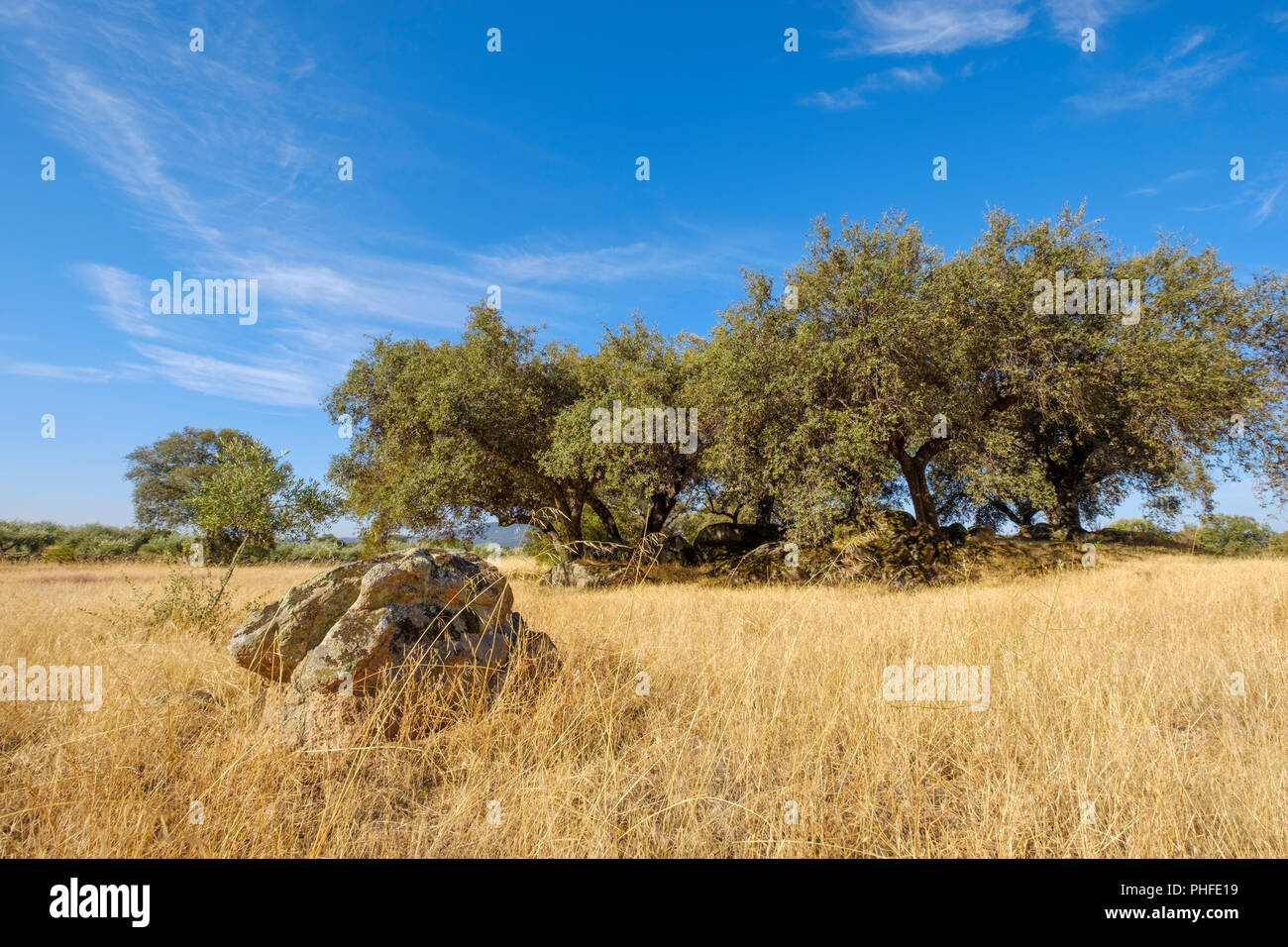 Flammable tree hi-res stock photography and images - Alamy