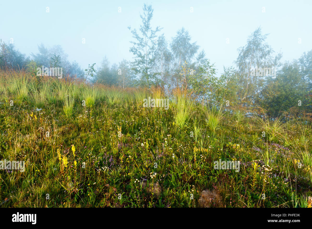 Misty morning dew on mountain meadow Stock Photo - Alamy