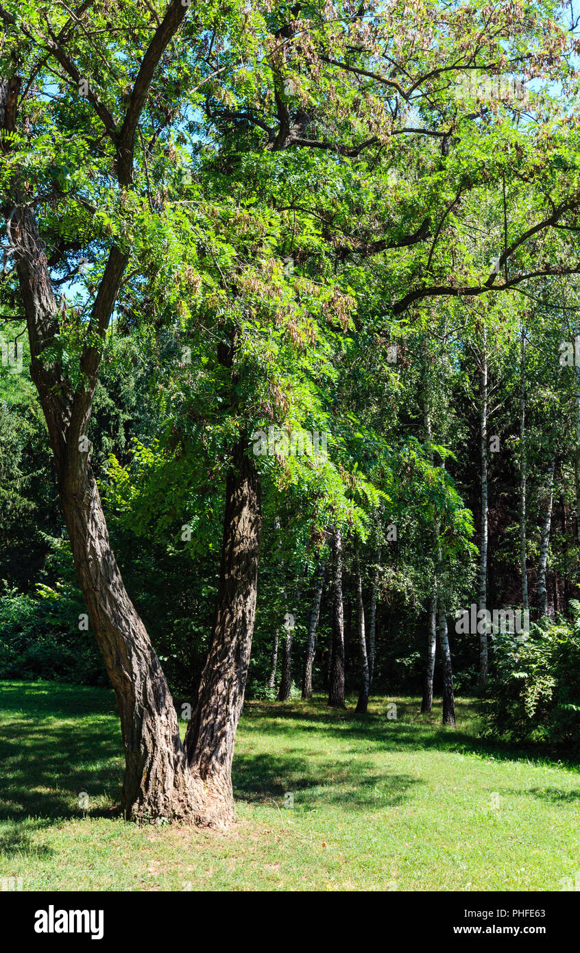 Beautiful acacia tree in forest hi-res stock photography and images - Alamy