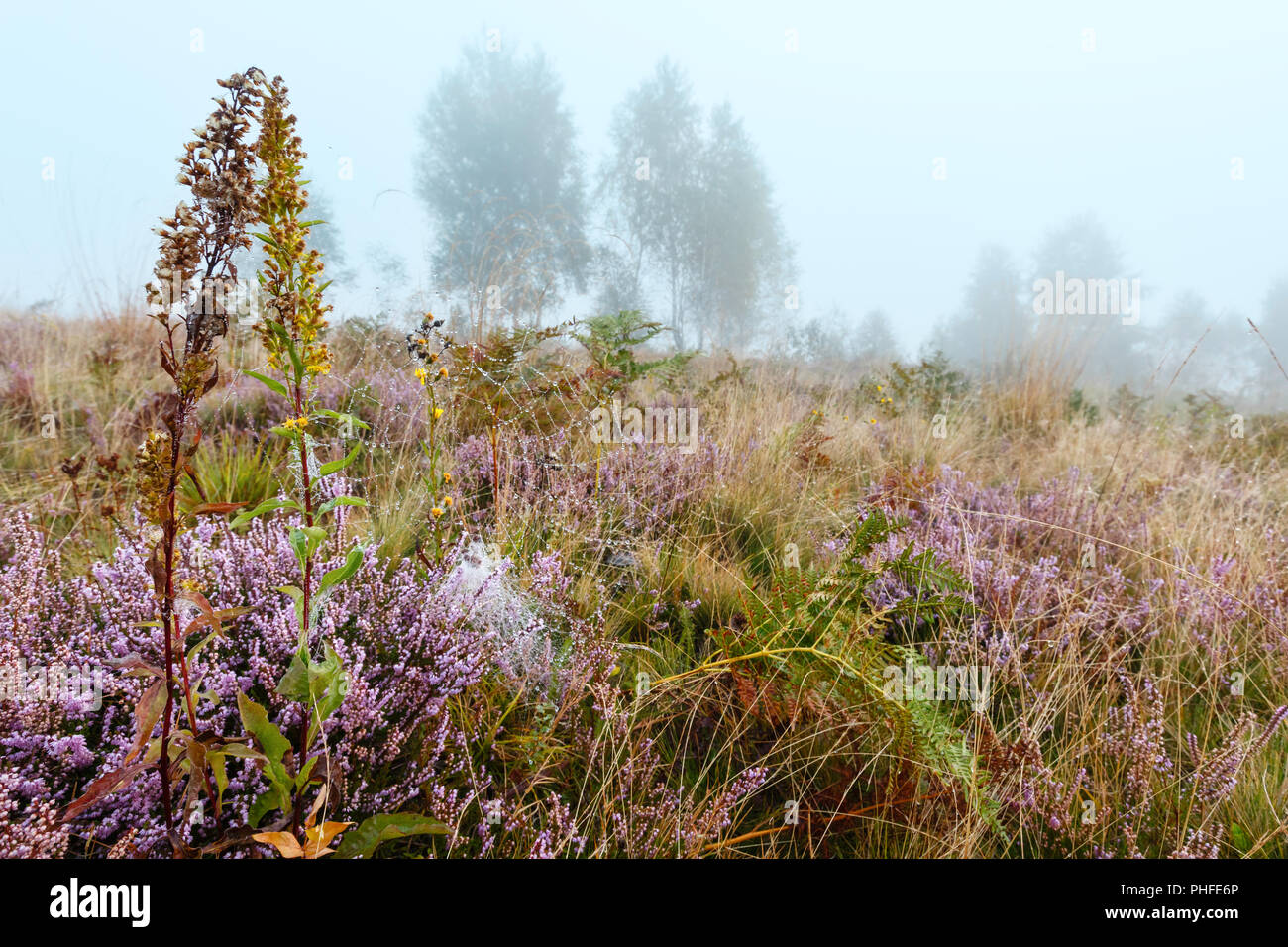 Misty morning dew on mountain meadow Stock Photo - Alamy