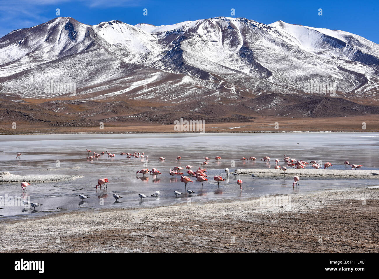Winter Snow Cold Flamingo Flamingos High Resolution Stock Photography ...