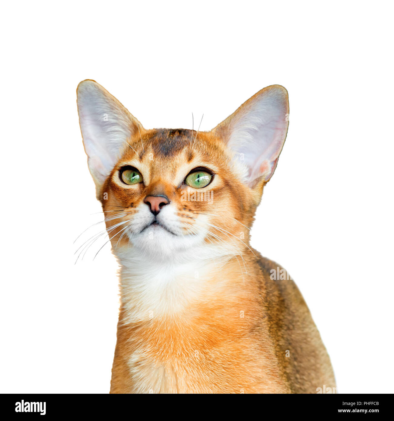 Abyssinian breed hi-res stock photography and images - Alamy